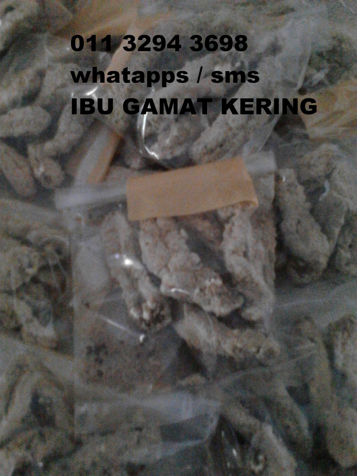 PRODUK GAMAT DARI LANGKAWI: GAMAT KERING DARI LANGKAWI