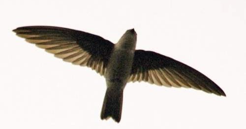 Edible-nest swiftlet | Birds of India | Bird World