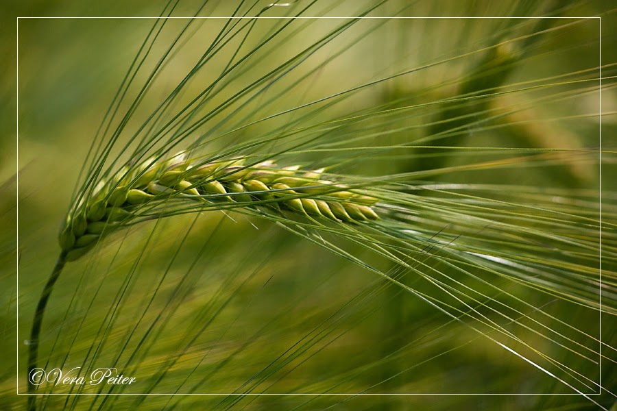 Artifactum ver@bilis Blog: Friday Greens - Gerste