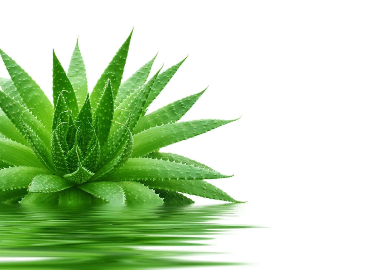 ALOE VERA O SÁBILA