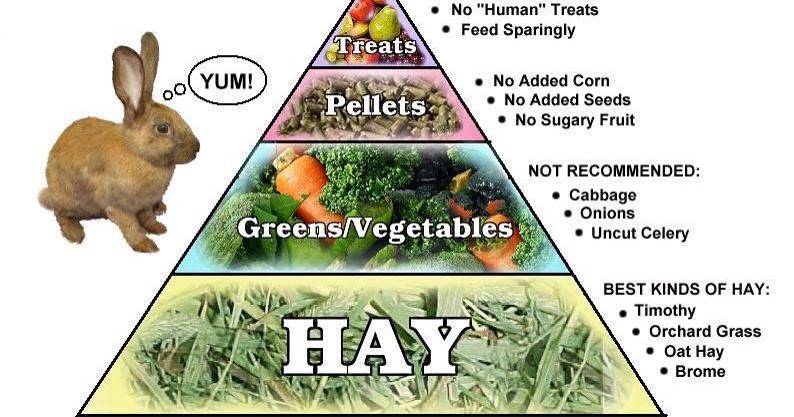 Gi Stasis Symptoms Rabbit