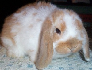 Animals: Holland Lop Rabbit