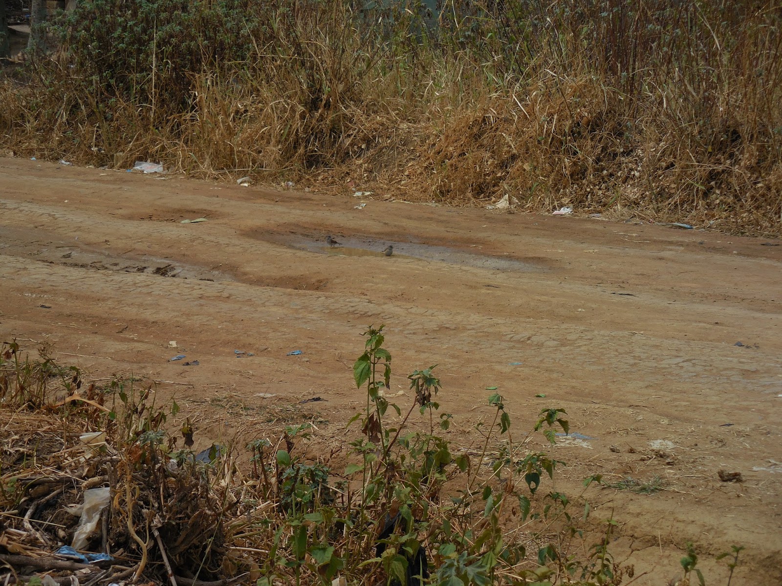 Susan in the Central African Republic: Dust, Dust, Dust, Mud