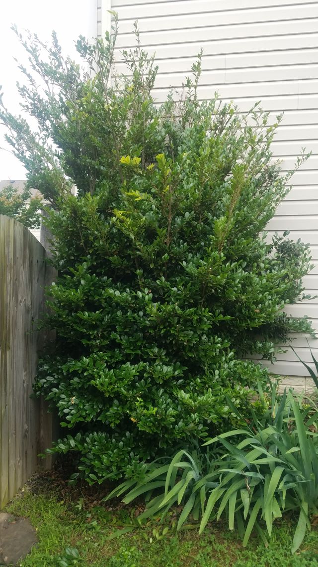 Future Plants by Randy Stewart: Isu Tree