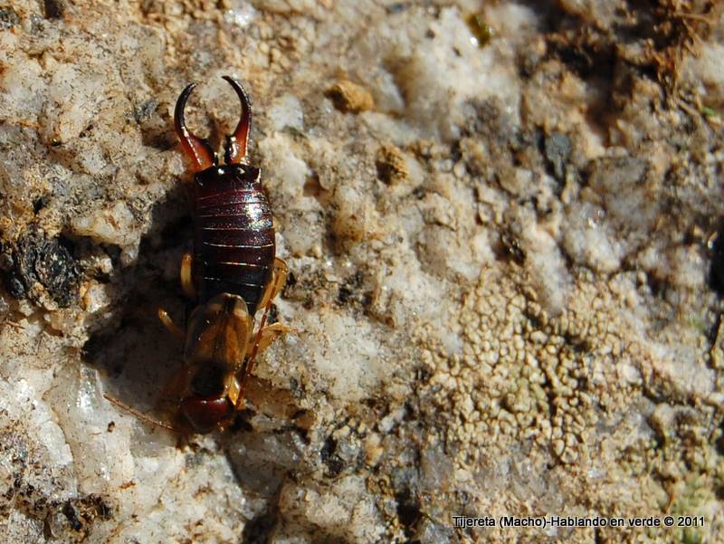 Hablando en verde: Tijereta (Forficula auricularia)