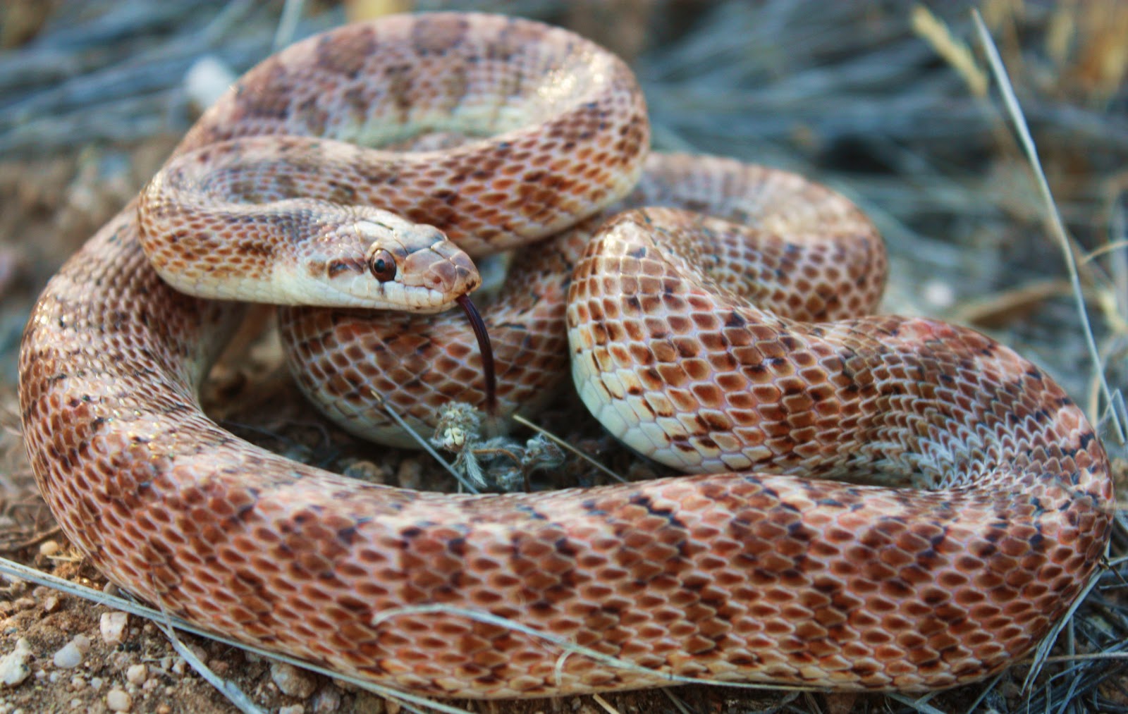 The Herpers: A Week of Arizona Herping in 2012