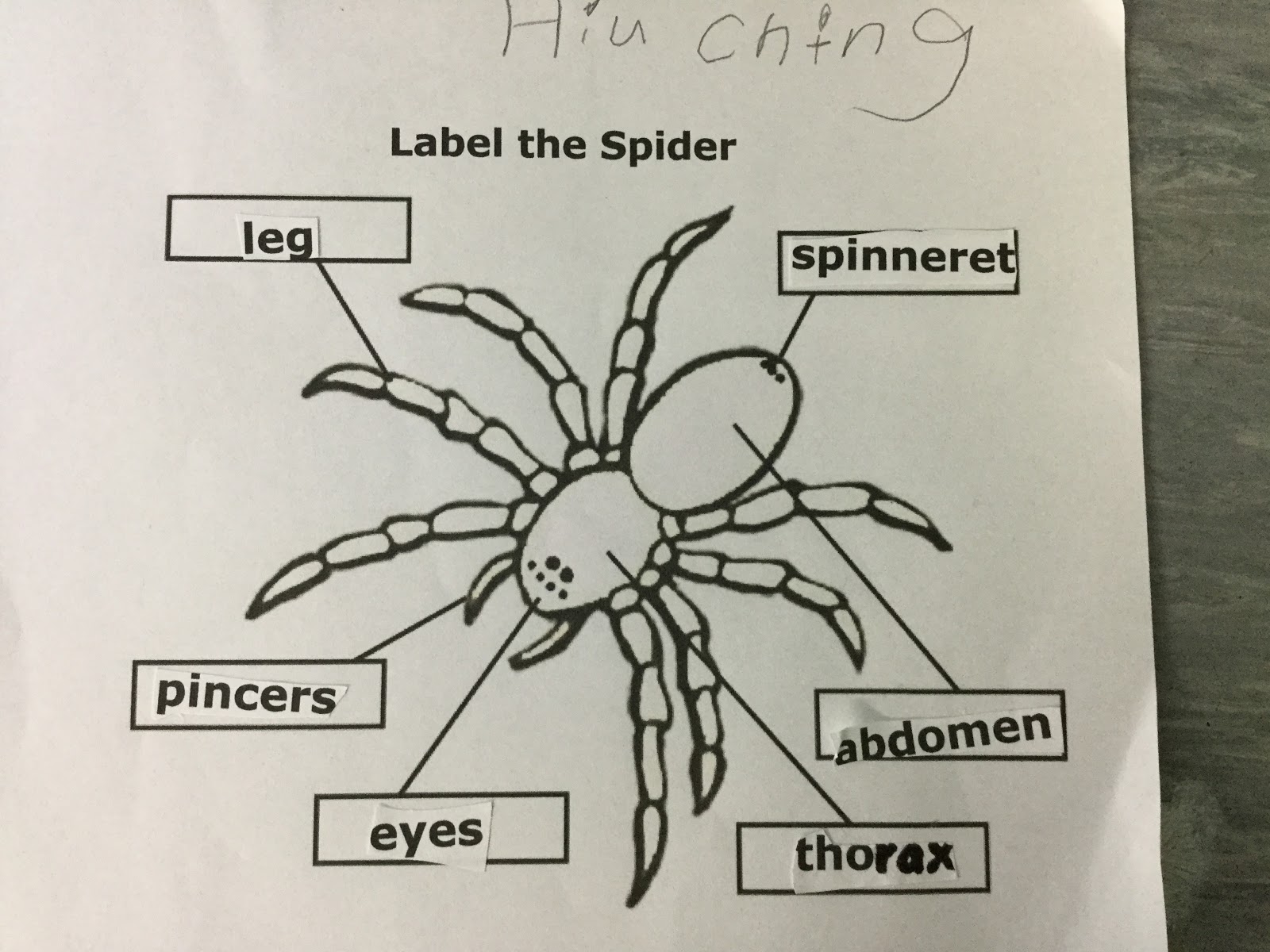 Room 5 @ Owairaka : Spiders
