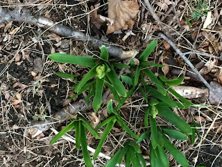 JUST DUCKY!: March 2016