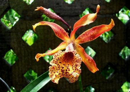 Blc.Copper Queen Crownfox