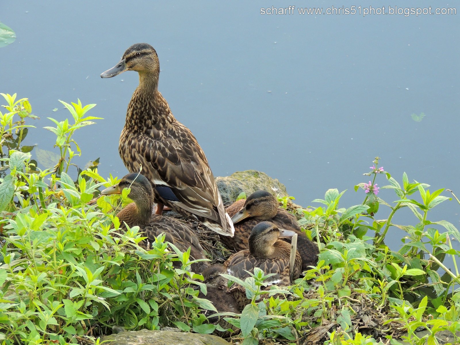 photosnature et pol: une cane et ses jeunes