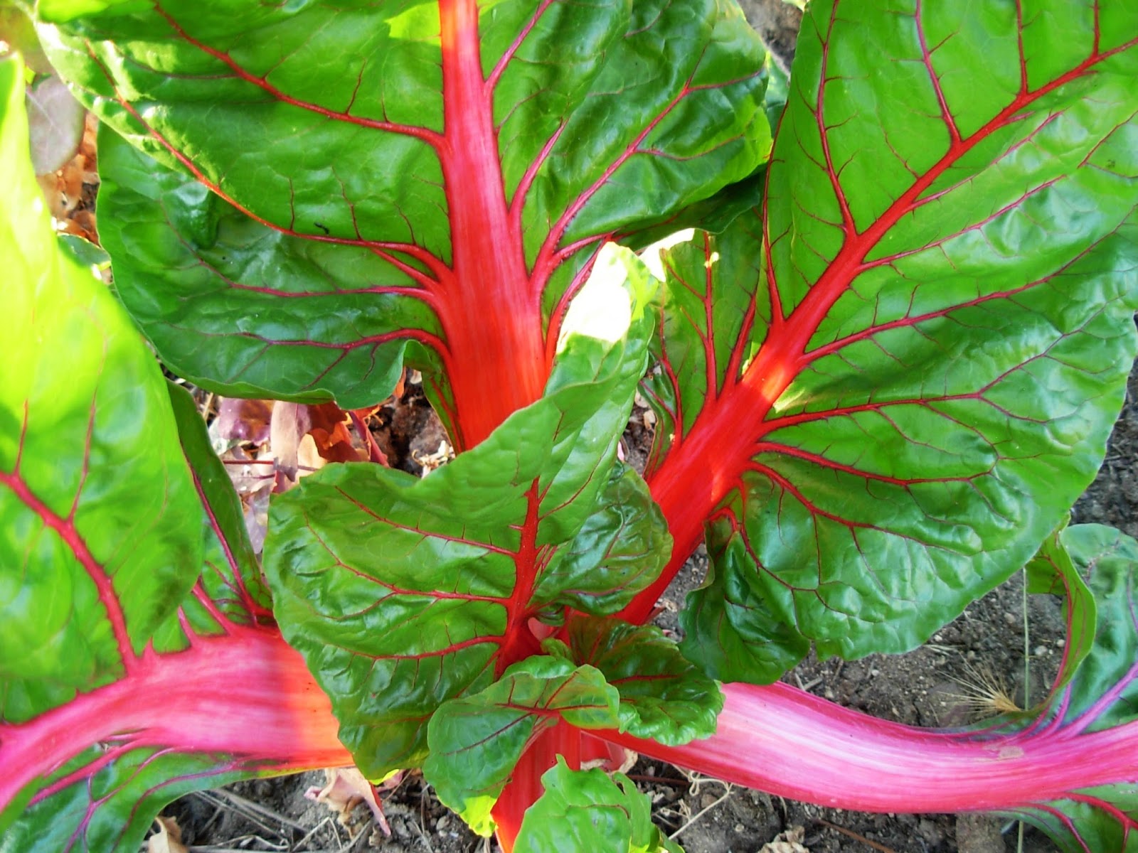 Plazuelanavaluenga: La hortaliza más espectacularmente bonita de la ...