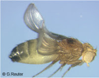 The Mermaid's Tale: Paradigms are like glue