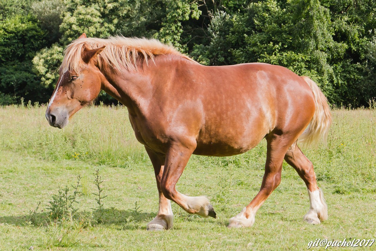 Images de Bretagne: Cheval postier breton.