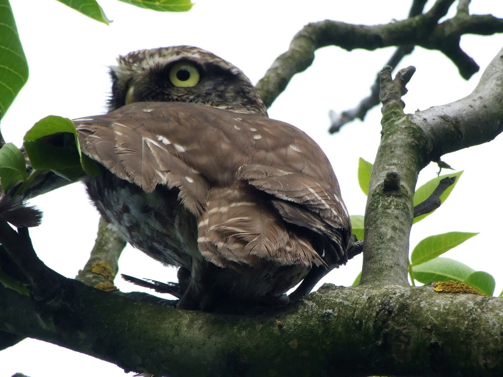 Lumea vieţuitoarelor: Cucuveaua ( Atbene noctua )