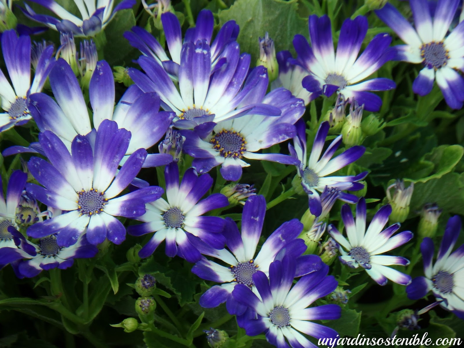 Pericallis x hybrida (Cineraria del florista)