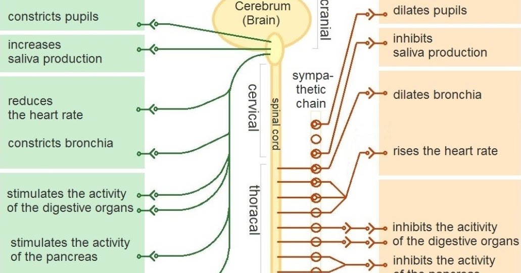 Mommy Can't Dance: Physiology of POTS