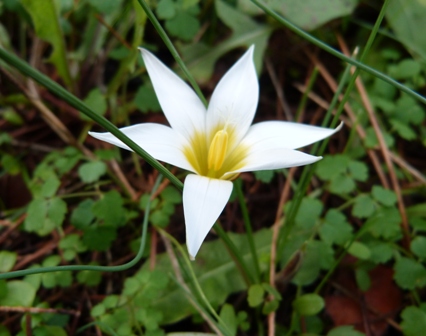 greece's flora: Sand crocus (Romulea bulbocodium)