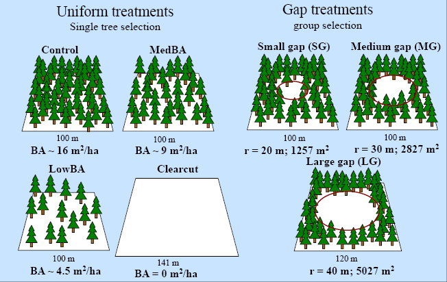 Our Neck of the Woods: From One Forest to Another