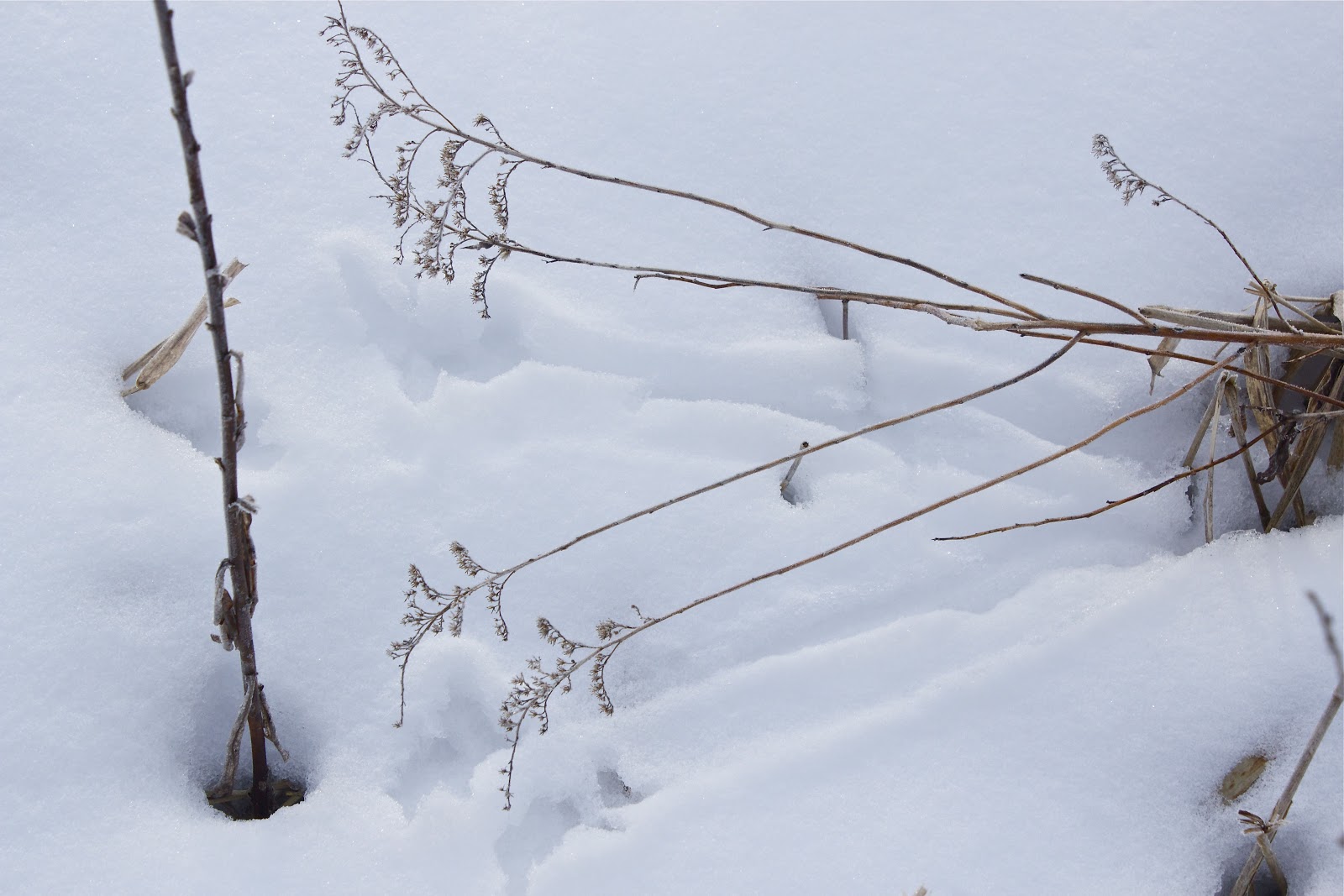Squash Blossom Farm: Wordless Wednesday: Weeds Drawing on Snow