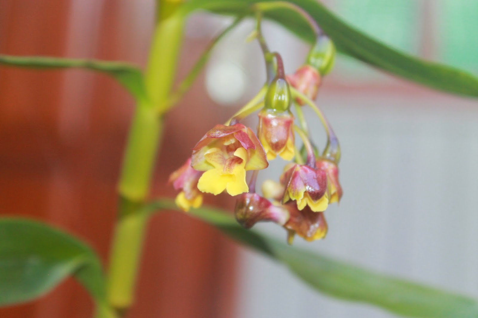 Bunga Papua Terlengkap | Budaya Papua
