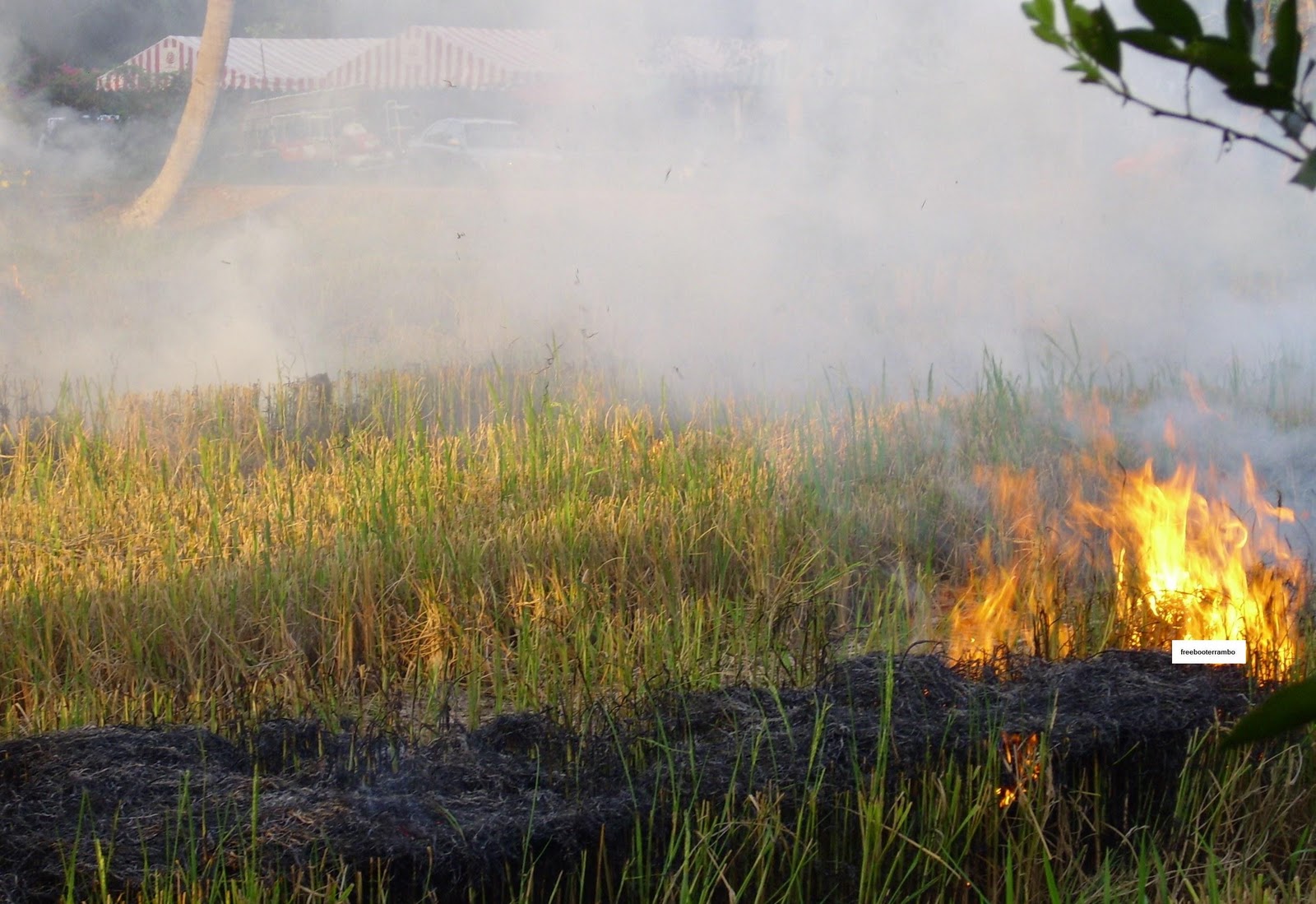 freebooterrambo: Tradisi Dalam Aktiviti Penanaman Padi Moden