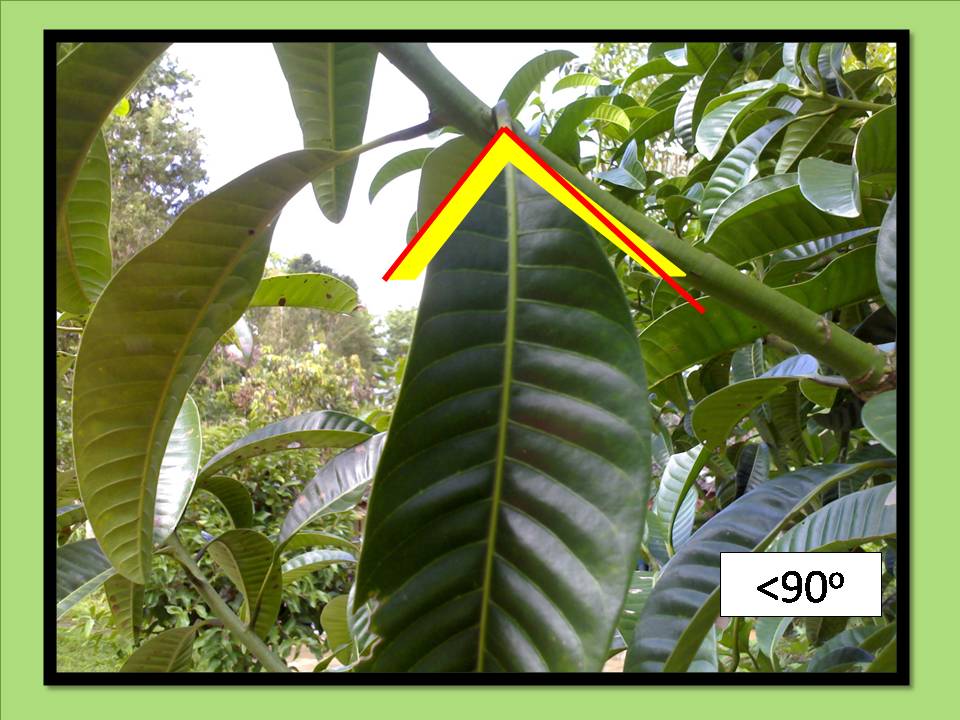 KLASIFIKASI TUMBUHAN BERBIJI: Kuweni (Mangifera odorata)