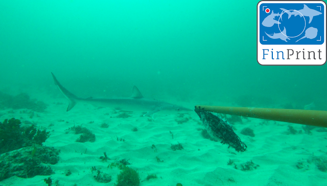 Heithaus Lab Blog: BARREN Expedition – Investigating reef sharks and ...
