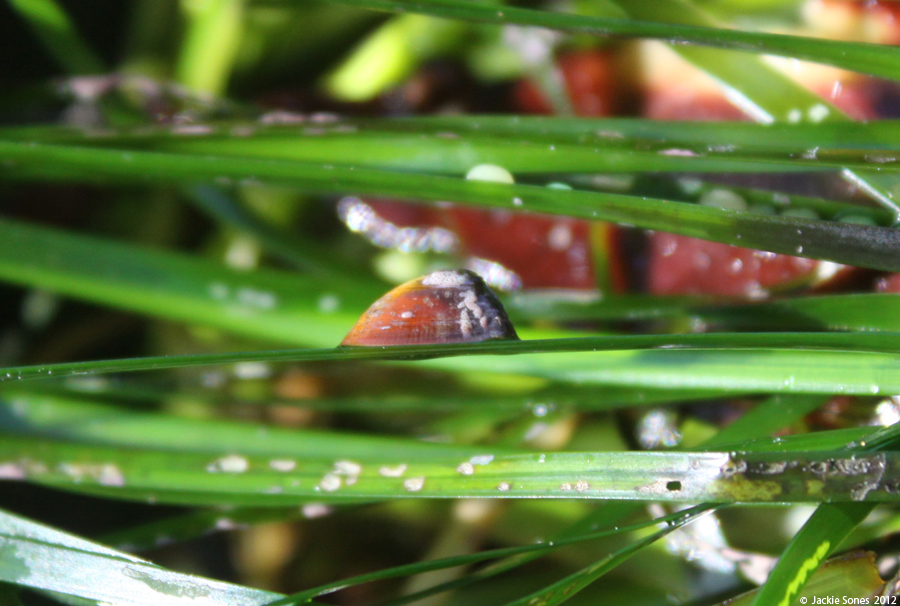 The Natural History of Bodega Head: Chemical camouflage
