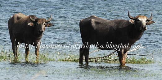 Biodiversity of Sri Lanka: කුළු හරකා/වල් මීමා[Kulu Haraka/ Wal meema ...