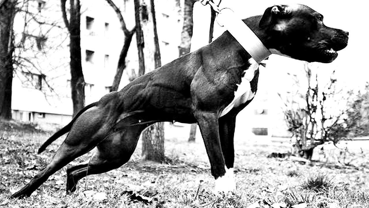 EADD TV / VIDEO CHANNEL: AMERICAN PITBULL TERRIER (El verdadero APBT ...