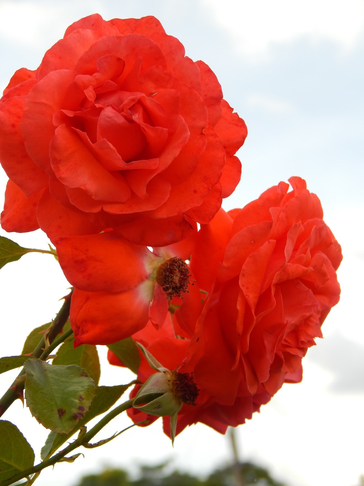 Beautés Florales : Rosier grimpant 'Métanoïa'