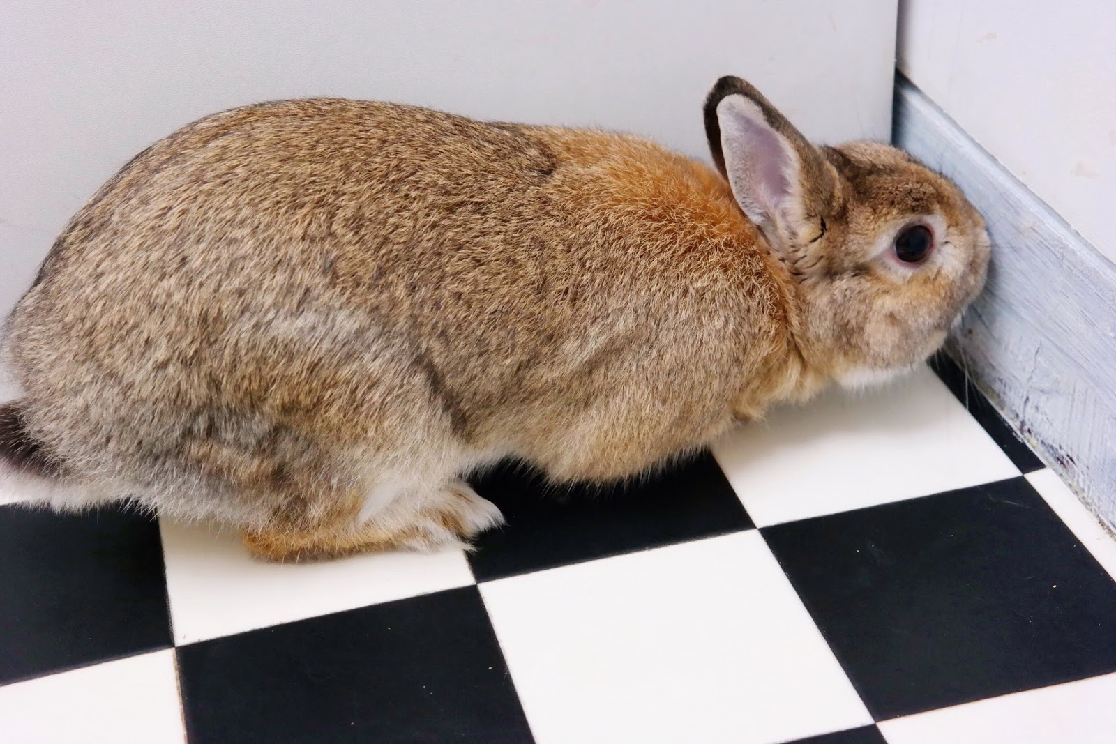 Bunny Cafe in Asakusa, Tokyo (Seriously, a cafe with loads of rabbits ...