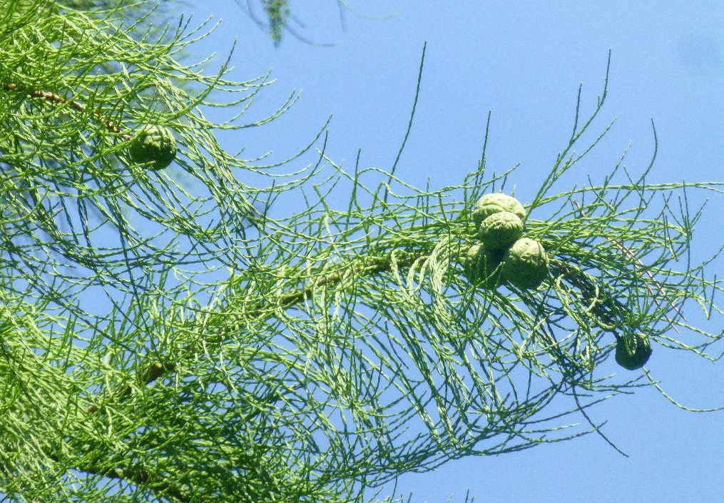 Trees Planet: Taxodium ascendens - Pond Cypress