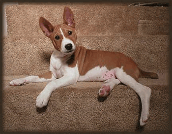 Everything about your Basenji - Luv My Dogs