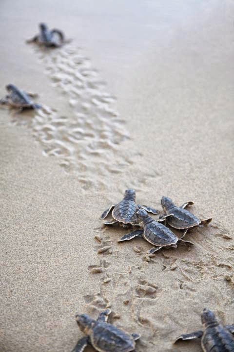 Turtle Watching Oman