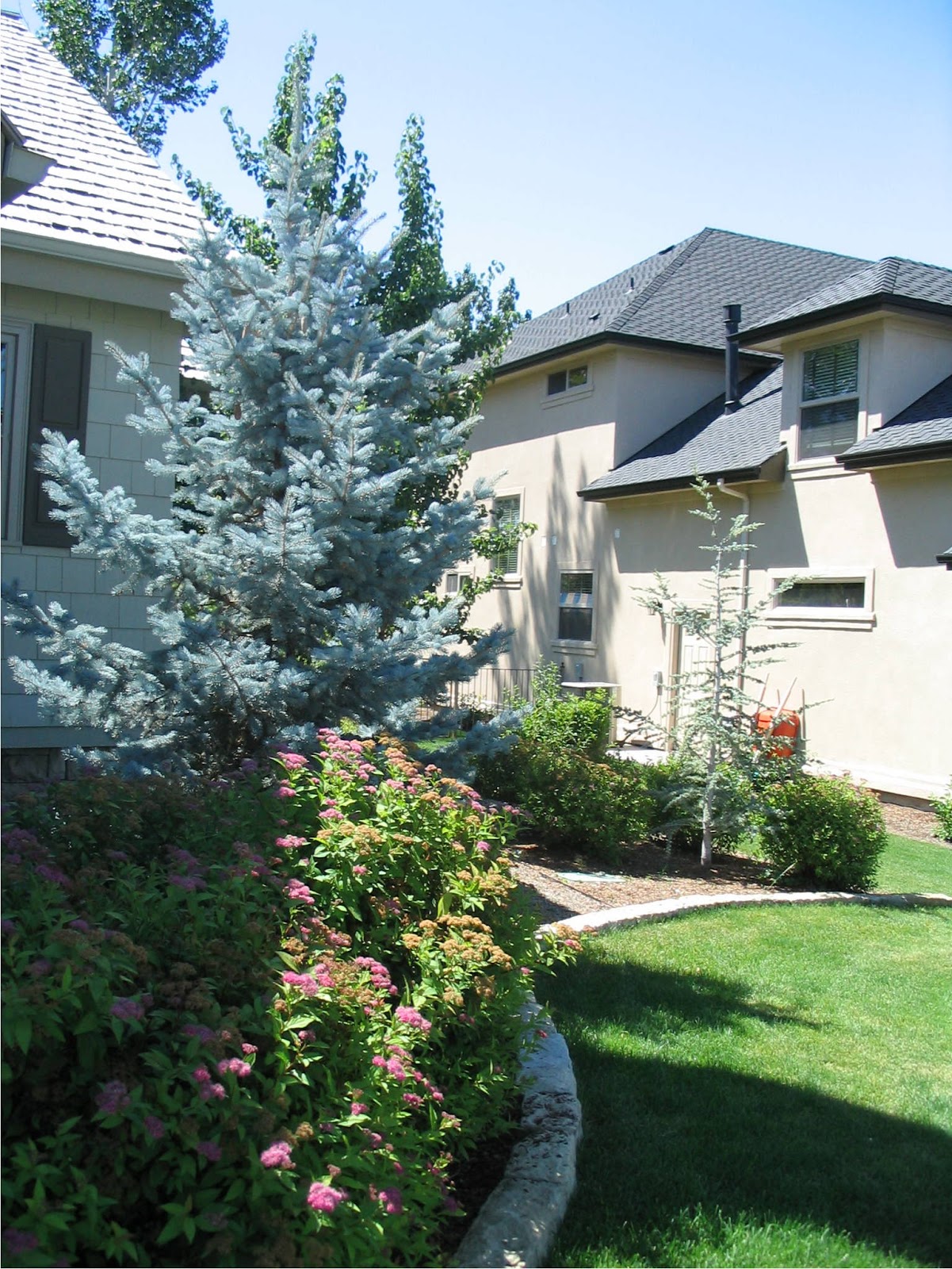 B R E C K O N L A N D D E S I G N: Focus on plants - Hoopsi Blue Spruce