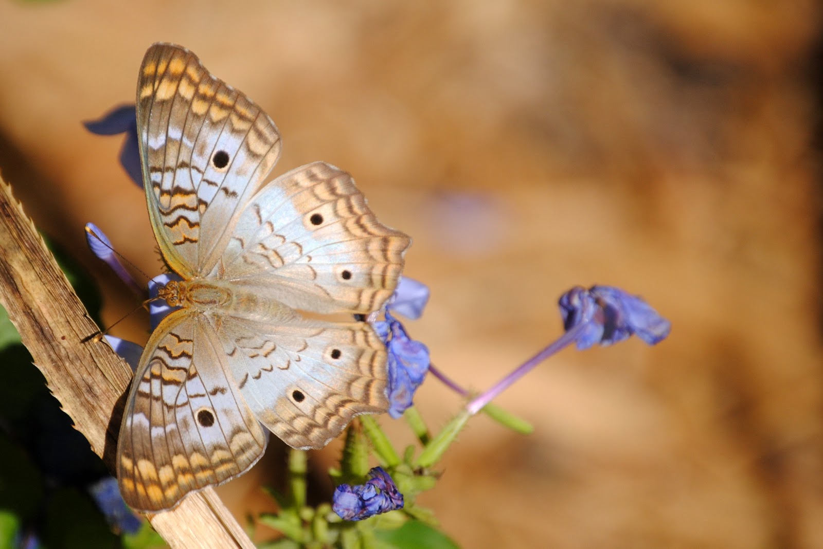 Field Notes and Photos: Florida Fall Butterflies
