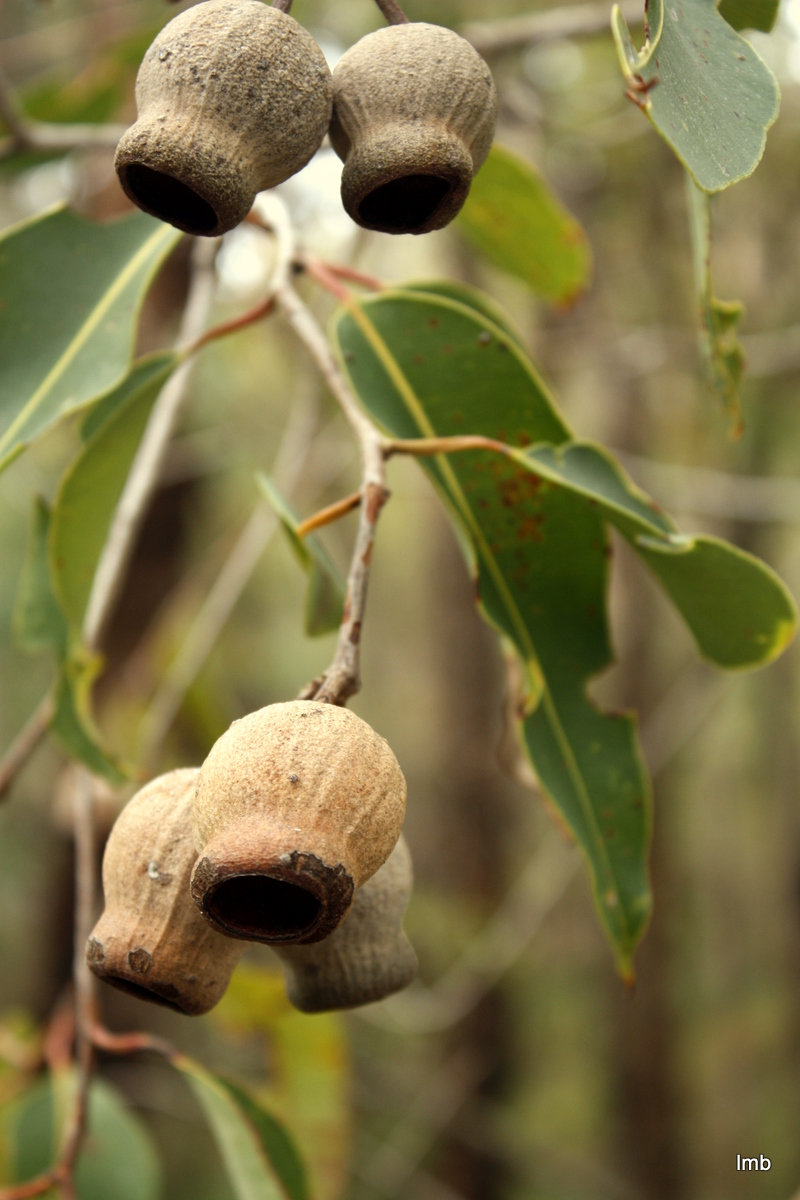 uncomplicated & unrefined: Serpentine National Park