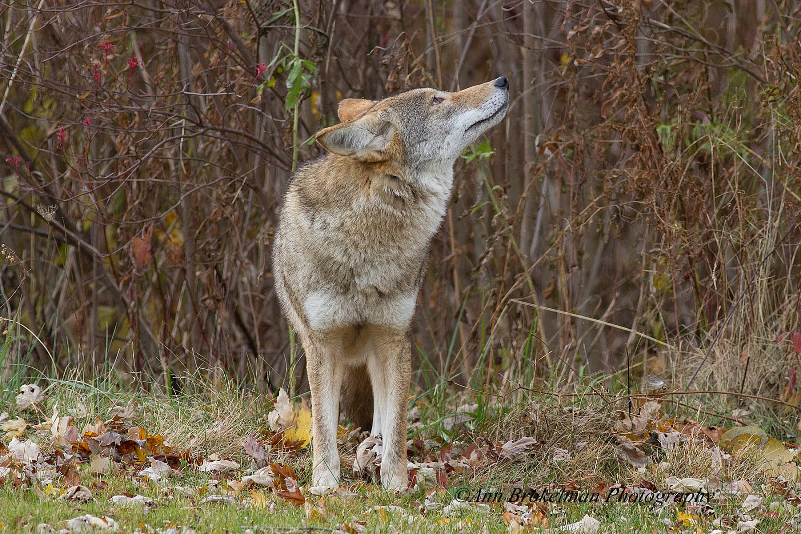 Ann Brokelman Photography: Coyote magic - outside of Toronto Nov 12, 2013