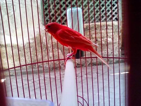 Burung Kenari Red Intensif Import, Harga dan Gambarnya ~ Gembala News