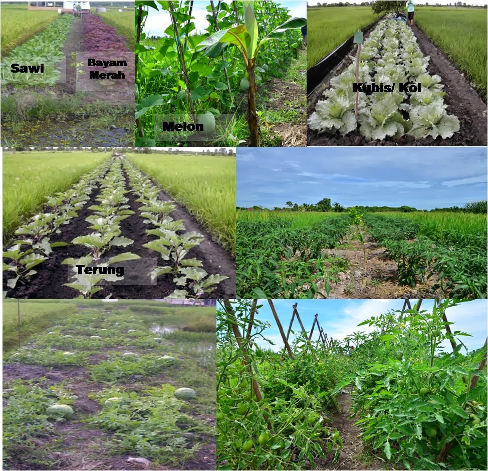 Pengelolaan Lahan Rawa: EMPAT KUNCI SUKSES PENGELOLAAN LAHAN RAWA ...