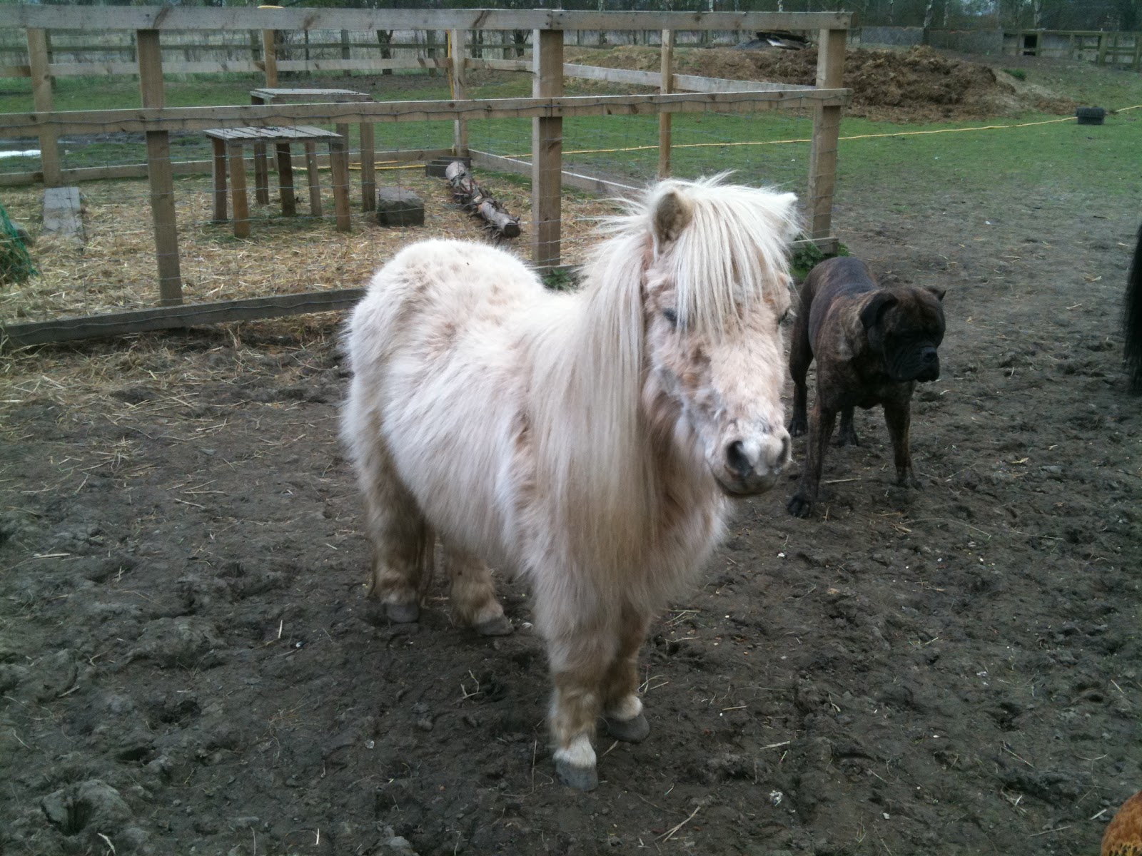 shetland pony shows: July Shows -Don't miss these