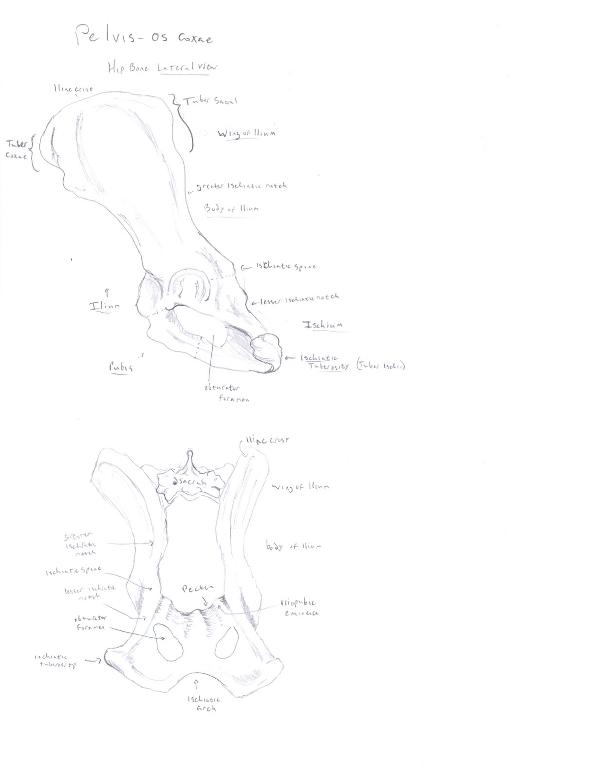 Chuck Does Art: Canine Osteology: Forelimb, Hindlimb, and Pelvic Bones