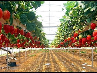 Agrotechnology: MENGENAL TANAMAN STROBERI BESERTA HAMA DAN PENYAKIT ...