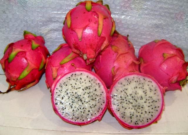 KI Pitaya - Pitaya Vermelha de Poupa Branca e Pitaya Vermelha de Poupa ...