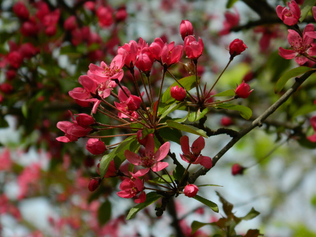LA MULTI ANI, ROMANIA!: Pom inflorit cu flori rosii
