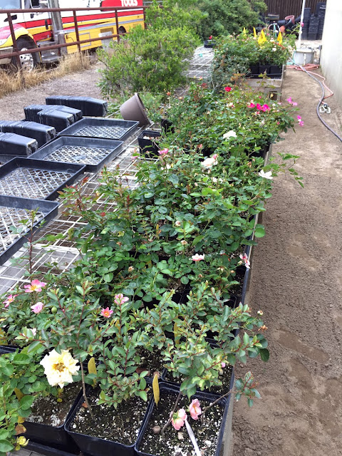 Rose Hybridizing: Salvaged Treasures