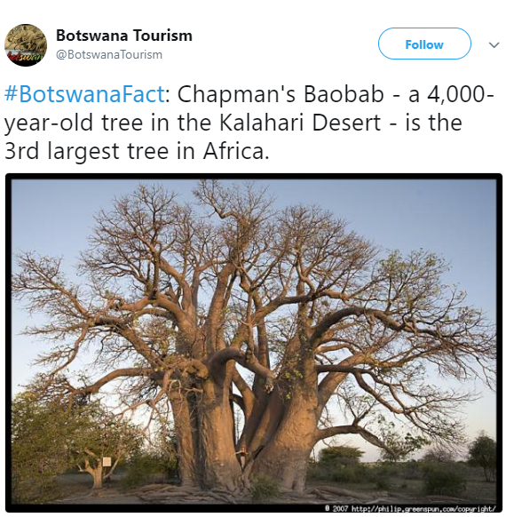 Earth and Space News: Dead and Dying Baobab Trees in Africa: Globally ...