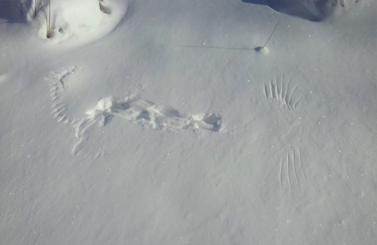 Cottontail Farm: Tracks in the snow, keeping it immature