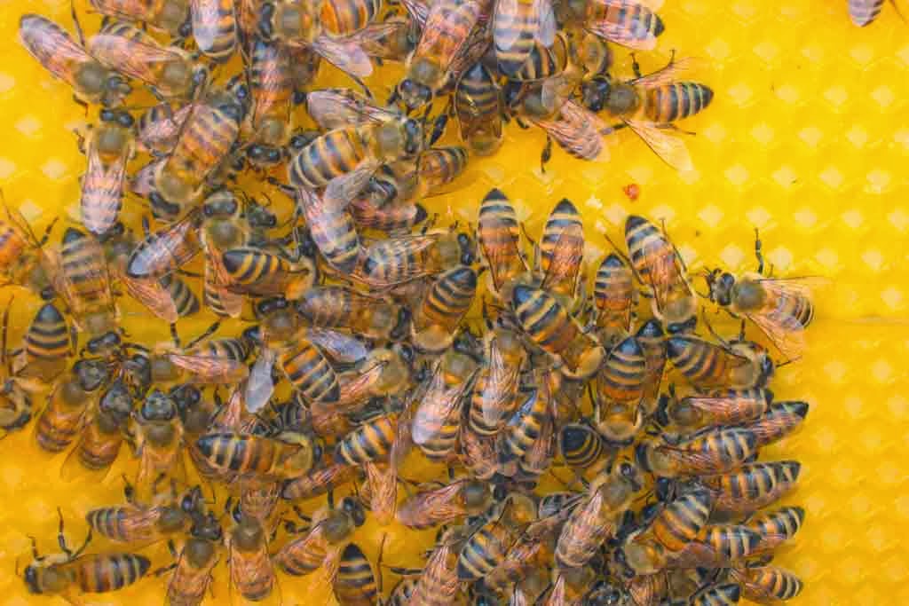 Corona Apicultores: TRATAMIENTO DE LA LOQUE AMERICANA POR TRANSFERENCIA ...